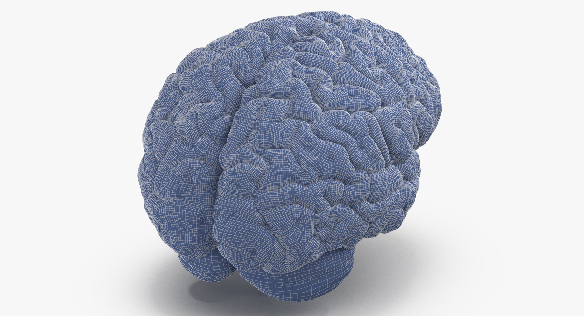 3D model human brain - TurboSquid 1339425