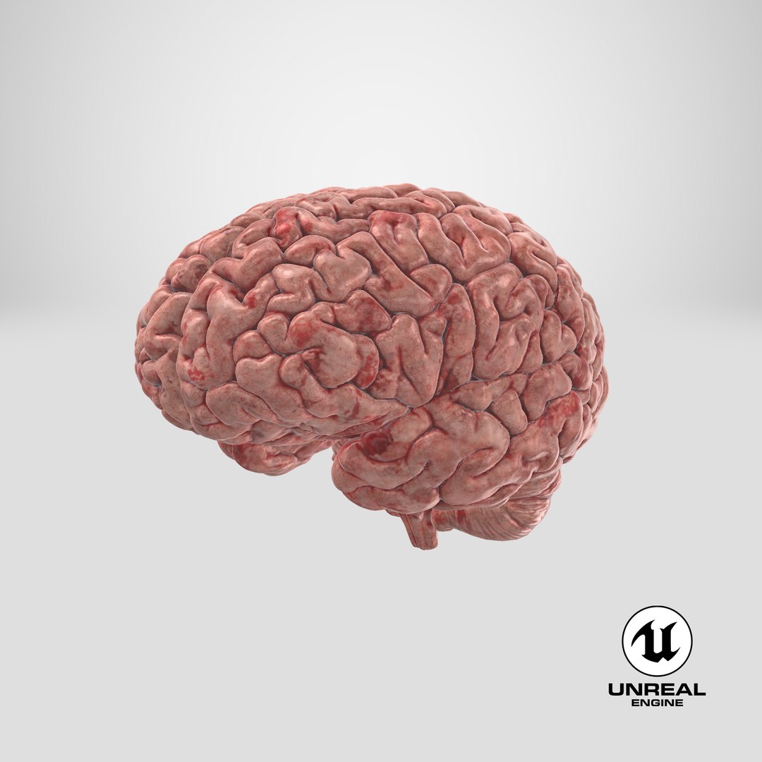 3D model human brain - TurboSquid 1339425
