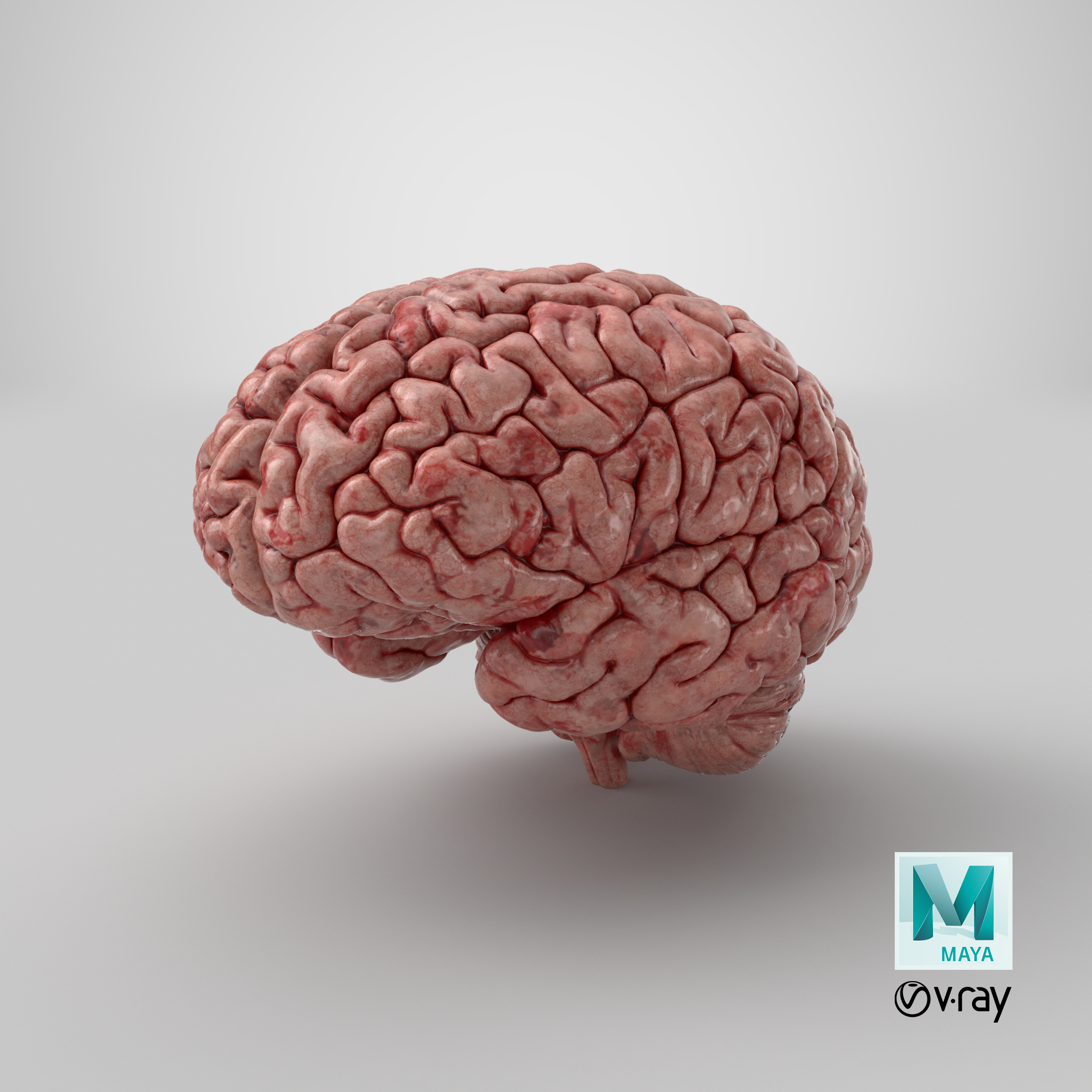 3D model human brain - TurboSquid 1339425