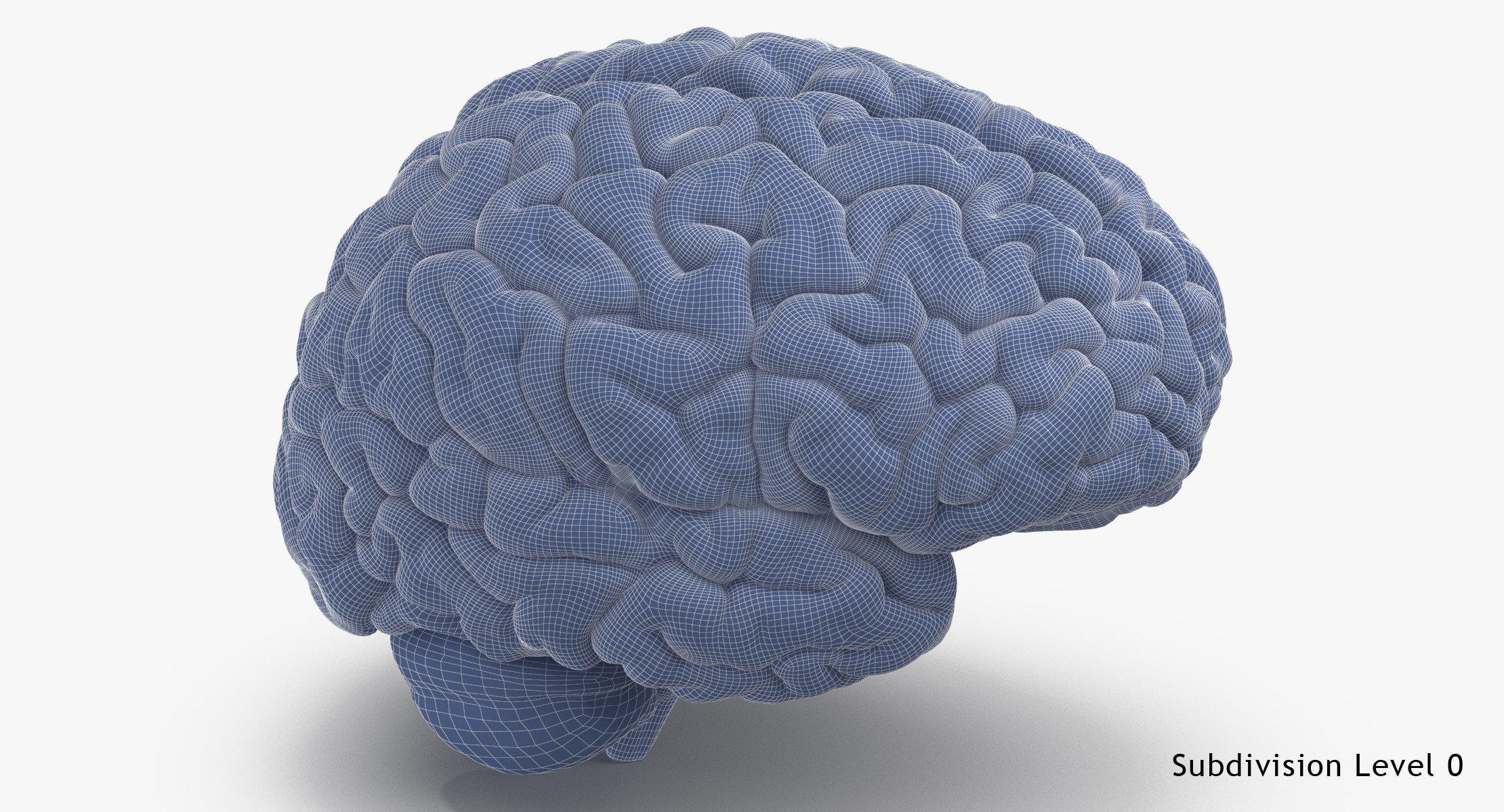 3D model human brain - TurboSquid 1339425