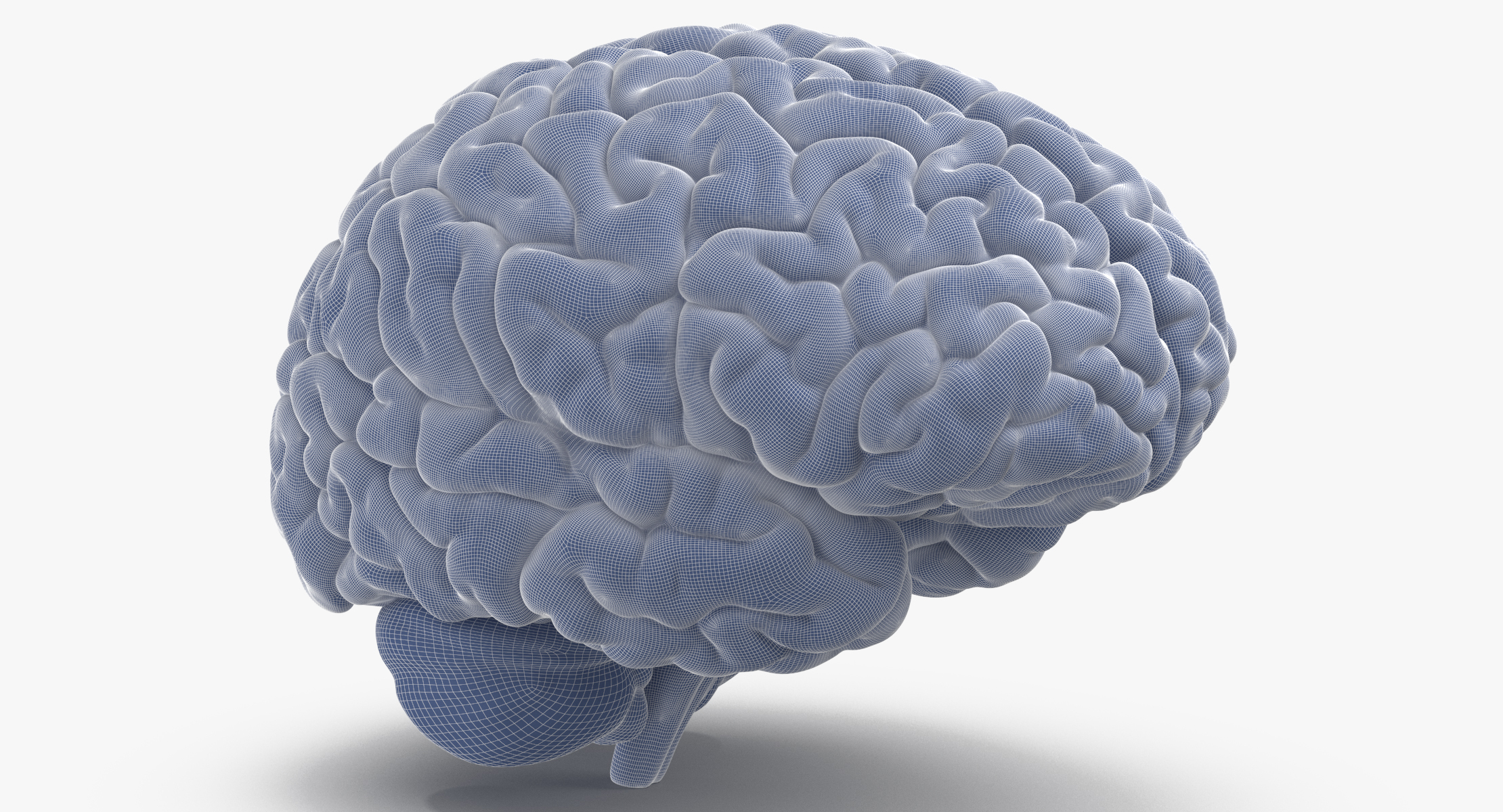 3D model human brain - TurboSquid 1339425