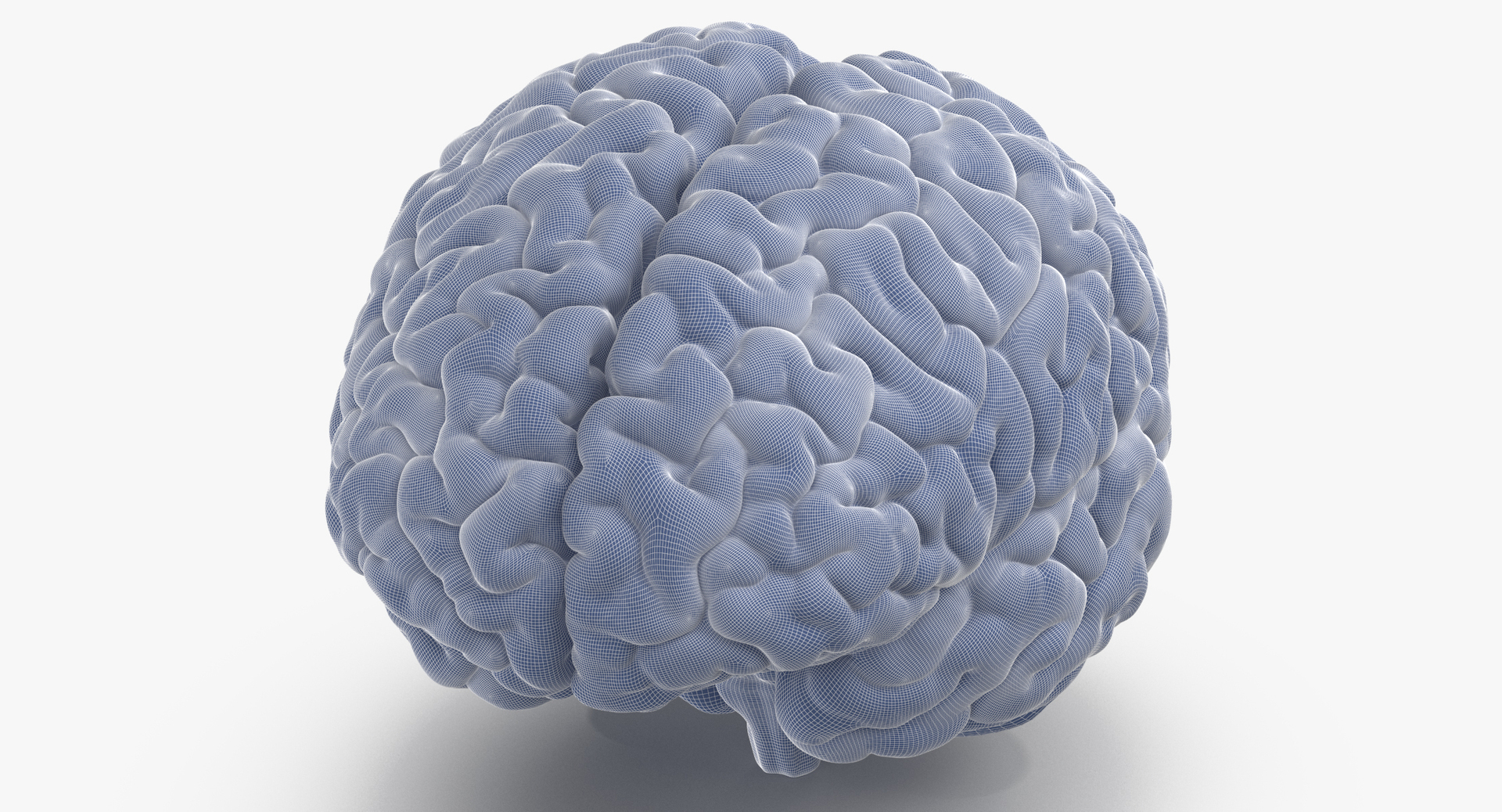 3D model human brain - TurboSquid 1339425