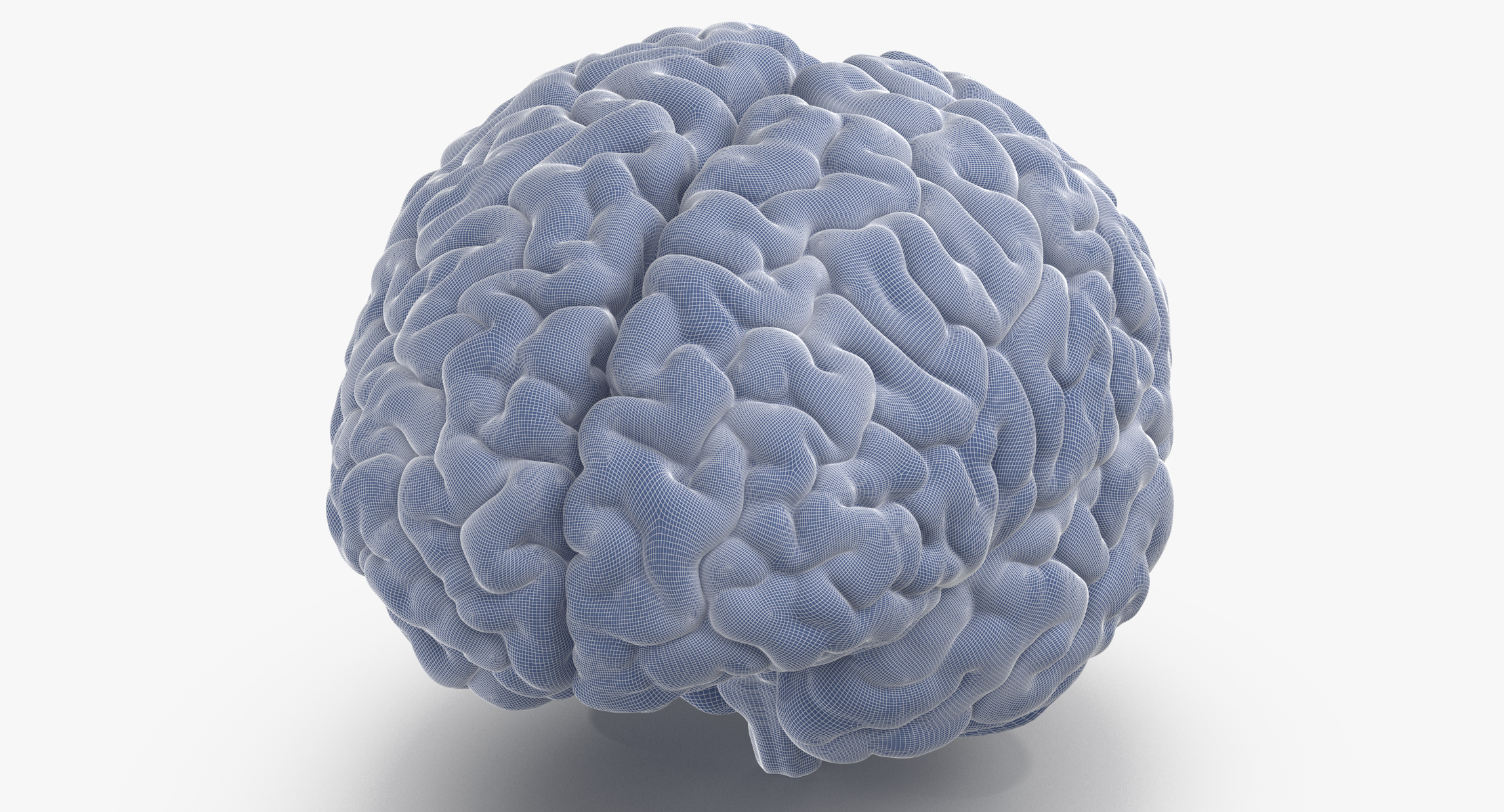 3D model human brain - TurboSquid 1339425