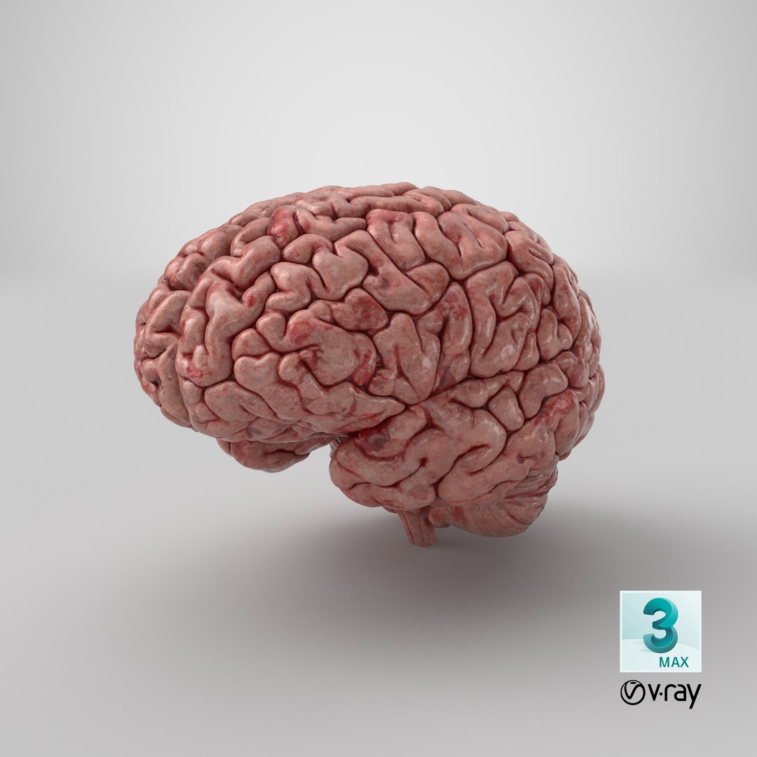 3D model human brain - TurboSquid 1339425
