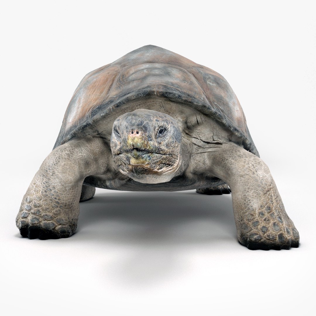Tortoise Turtle 3d Model