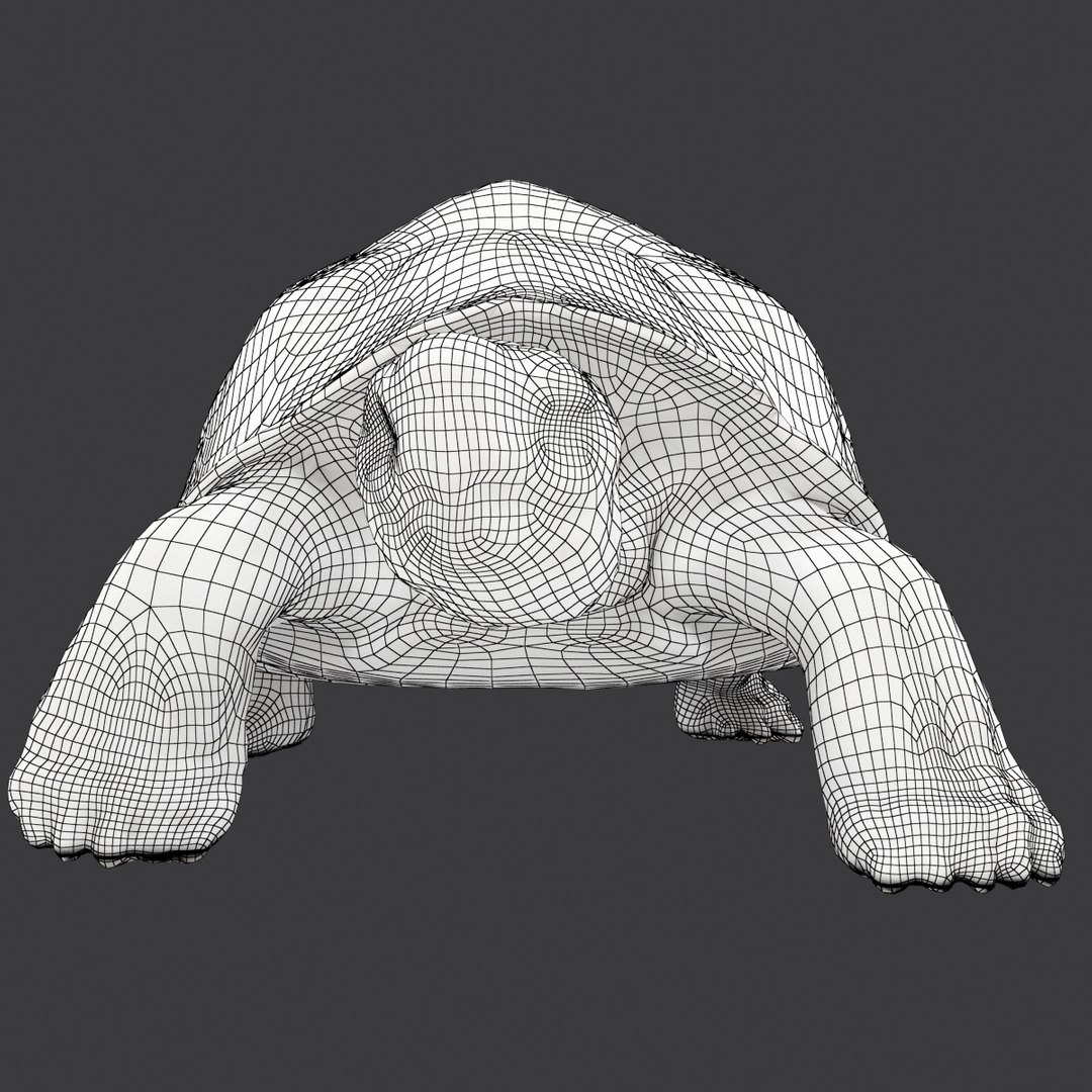 Tortoise Turtle 3d Model