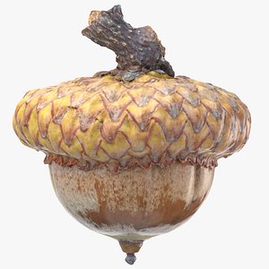 3D Acorn Models - Browse & Download Formats - TurboSquid