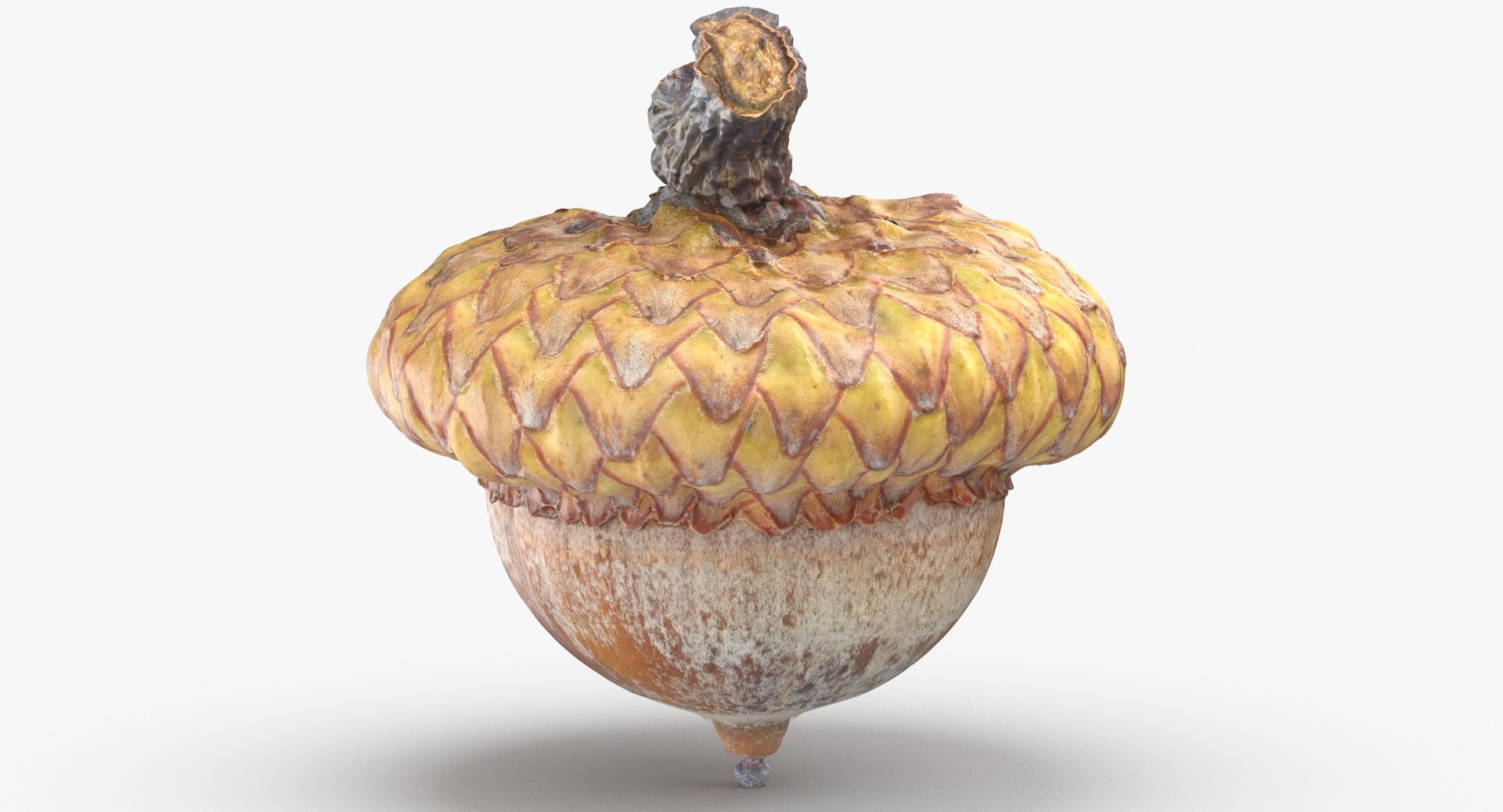 Acorn 01 Standing 3D Model - TurboSquid 1521310