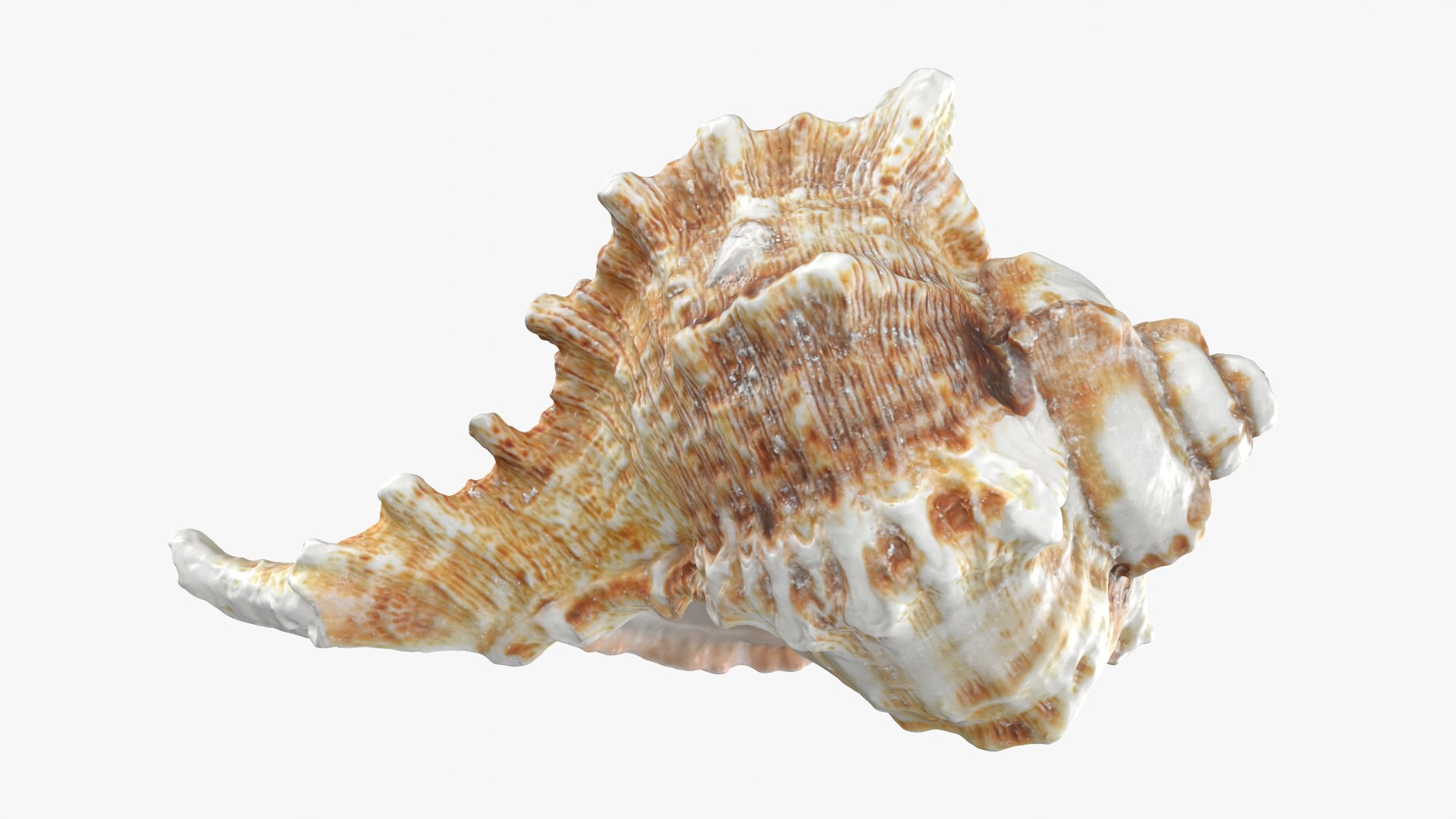 Murex Shell 03 3D Model - TurboSquid 2432837