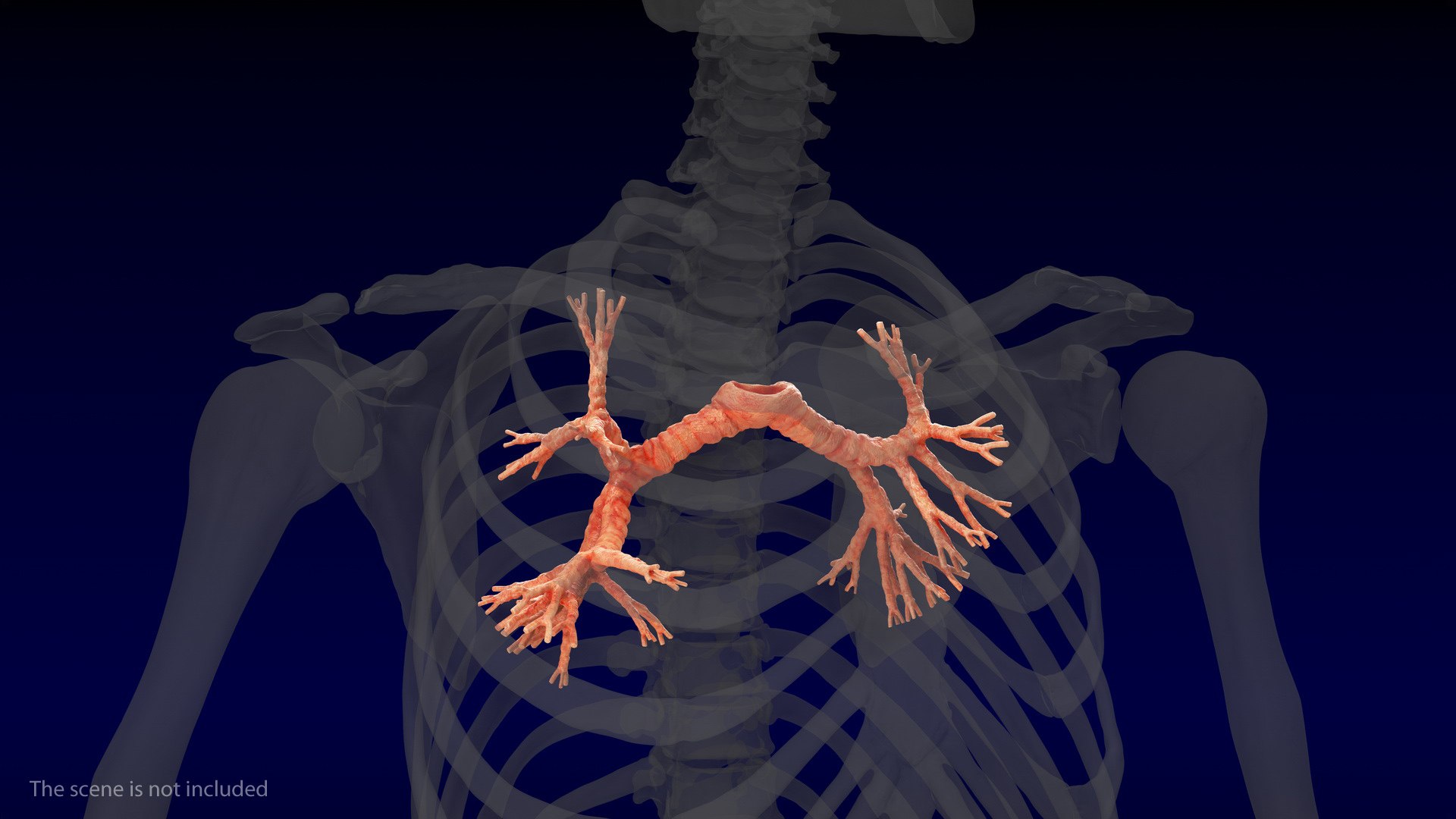 3D Human Bronchi - TurboSquid 1465869