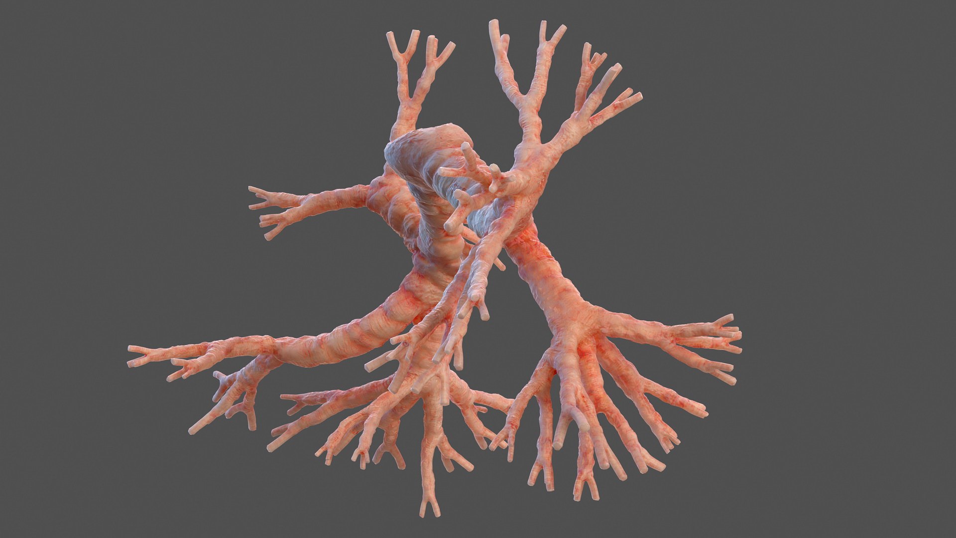 3D Human Bronchi - TurboSquid 1465869