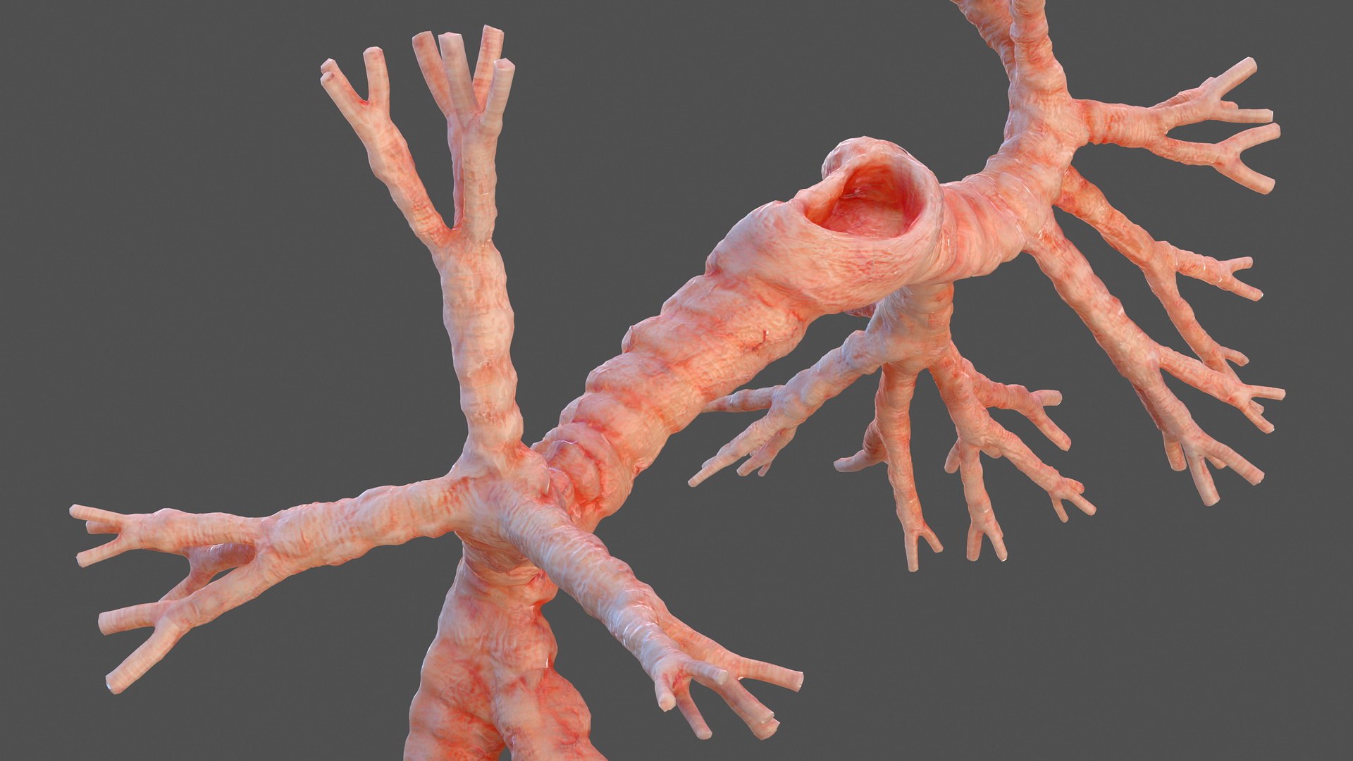 3D Human Bronchi - TurboSquid 1465869
