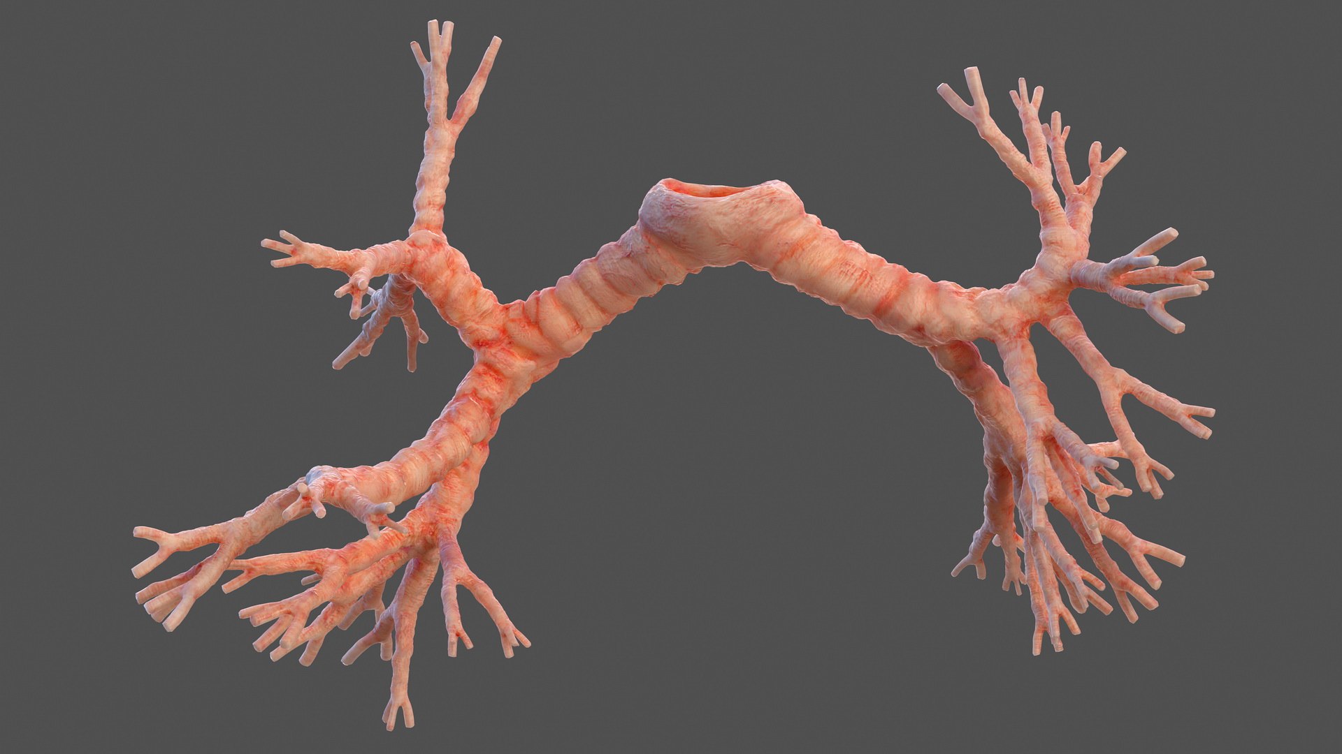 3D human bronchi - TurboSquid 1465869