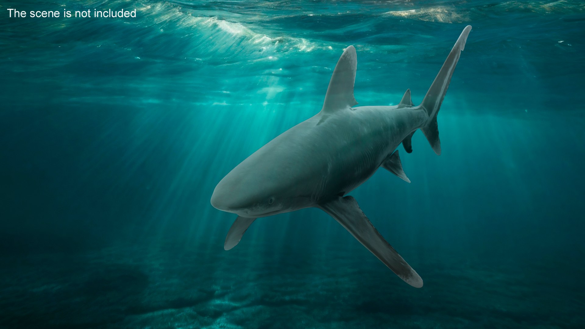 3D Carcharhinus Longimanus Shark Model - TurboSquid 2248494