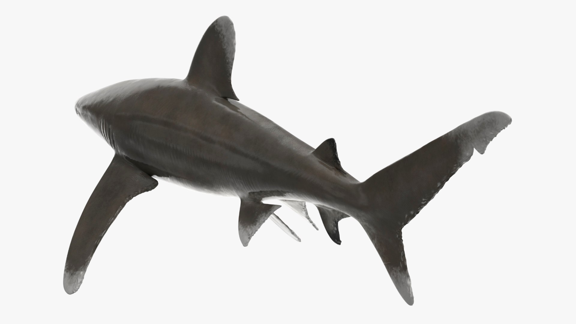 3D Carcharhinus Longimanus Shark Model - TurboSquid 2248494