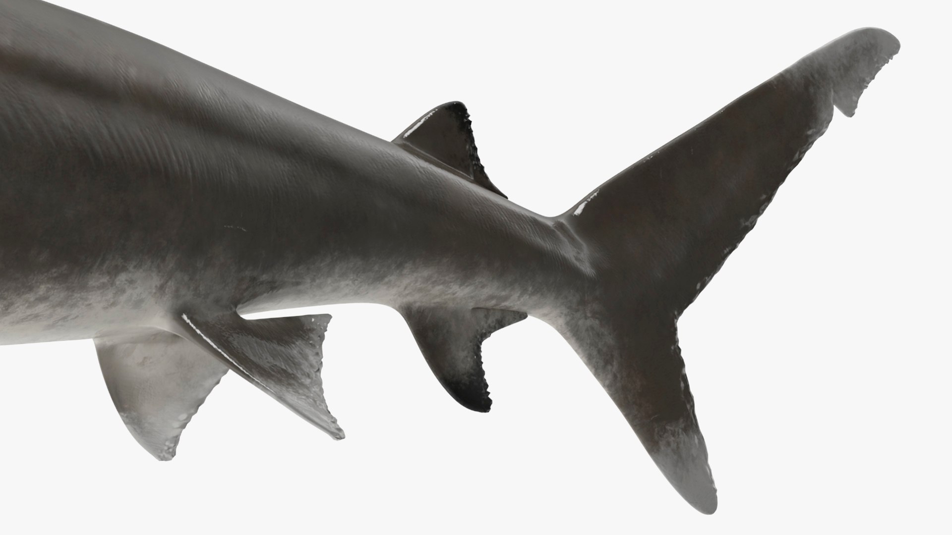 3D Carcharhinus Longimanus Shark Model - TurboSquid 2248494