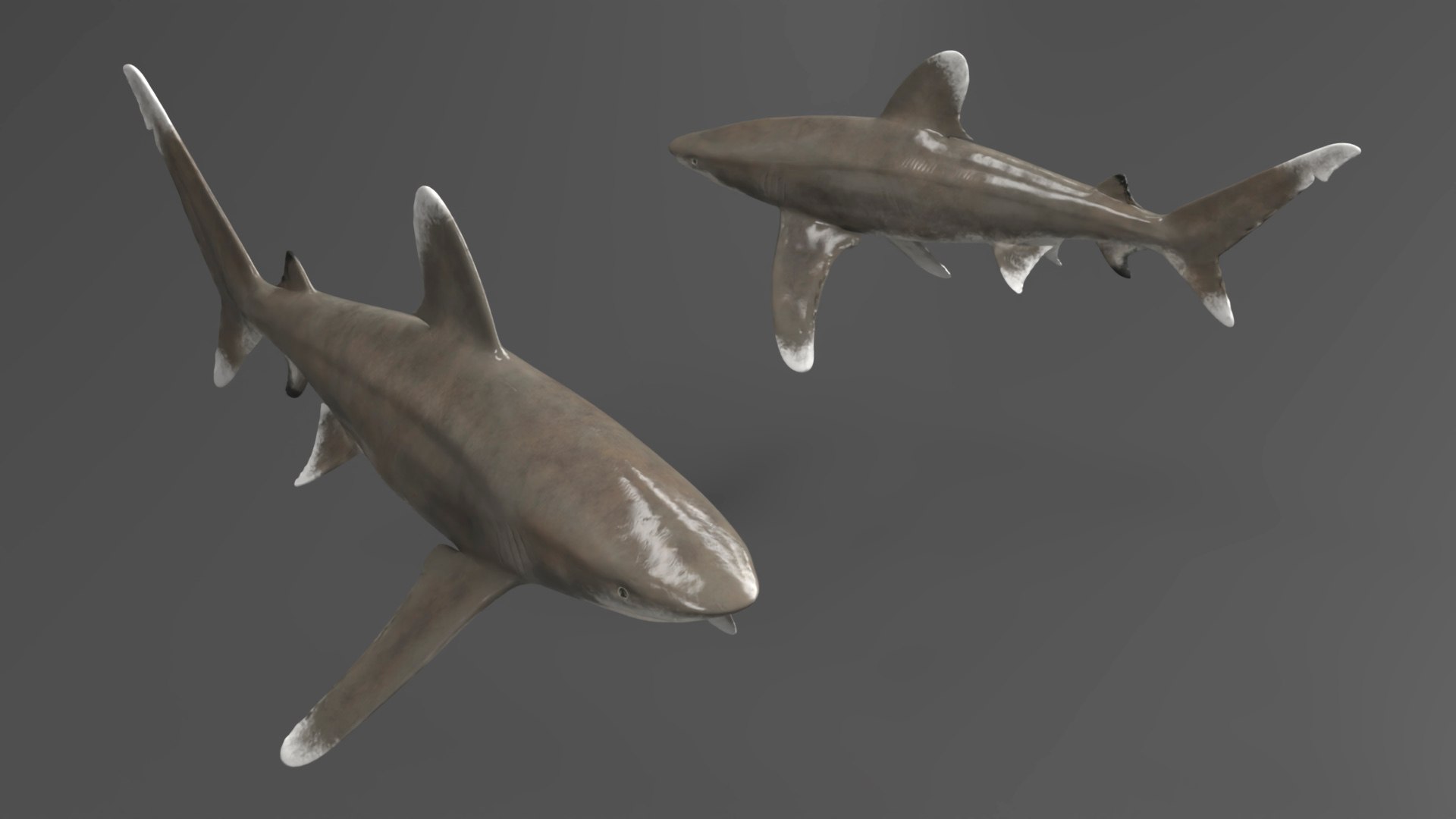 3D Carcharhinus Longimanus Shark Model - TurboSquid 2248494