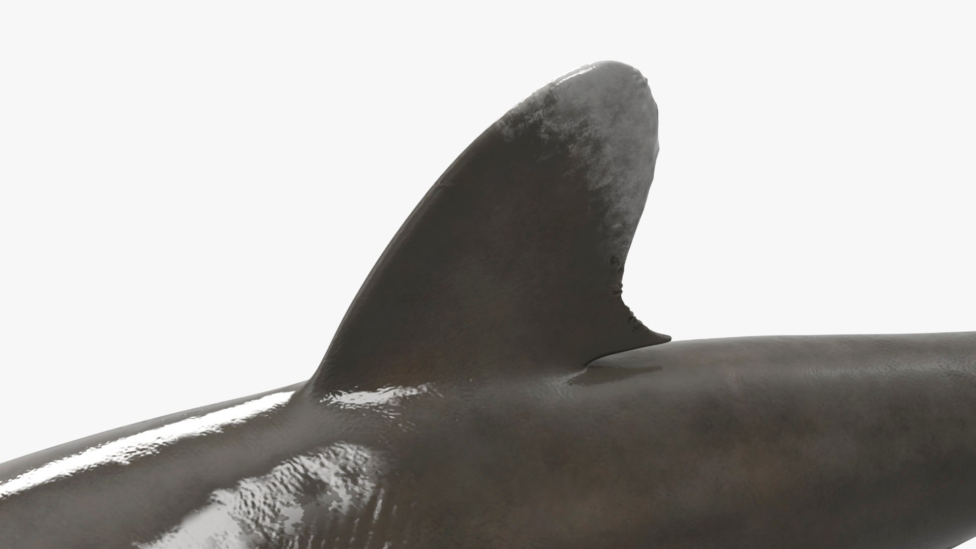 3D Carcharhinus Longimanus Shark Model - TurboSquid 2248494