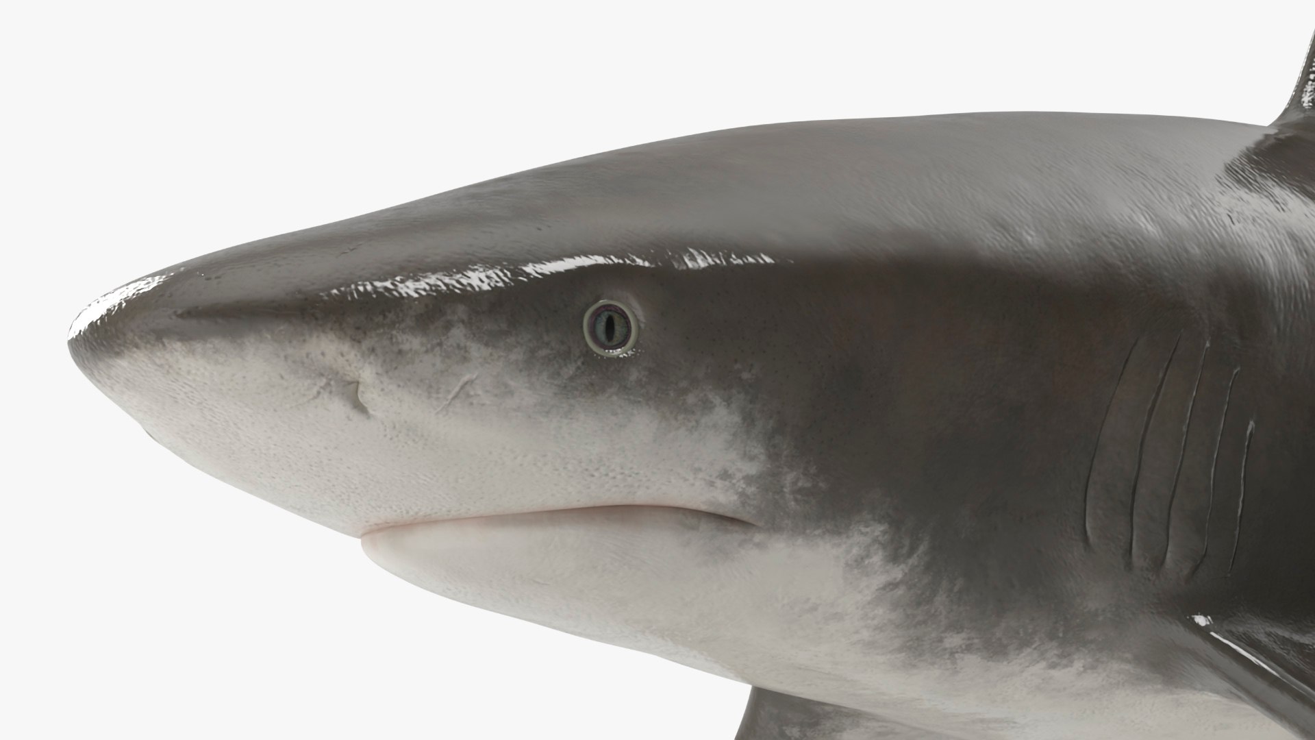 3D Carcharhinus Longimanus Shark Model - TurboSquid 2248494
