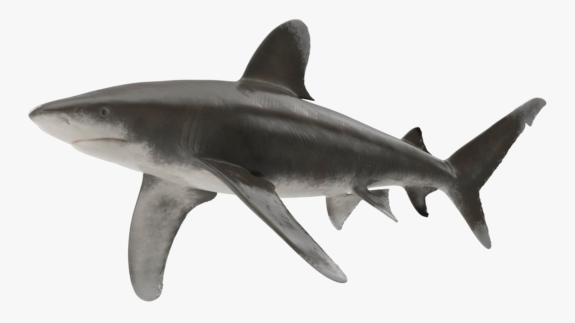 3D Carcharhinus Longimanus Shark Model - TurboSquid 2248494