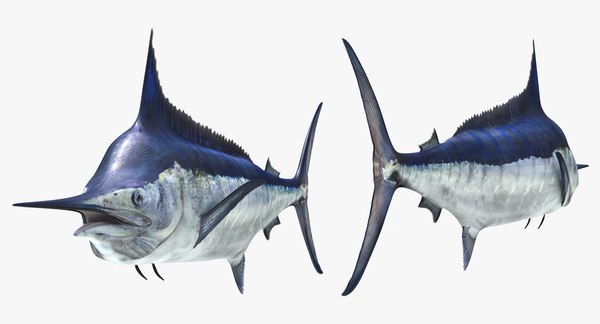 modelo 3d Blue Marlin Rigged para Cinema 4D - TurboSquid 1105432