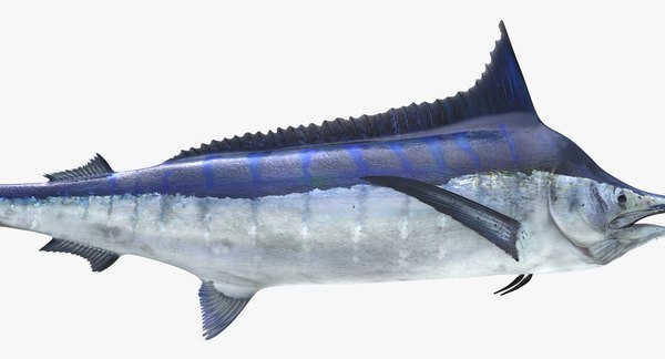 modelo 3d Blue Marlin Rigged para Cinema 4D - TurboSquid 1105432