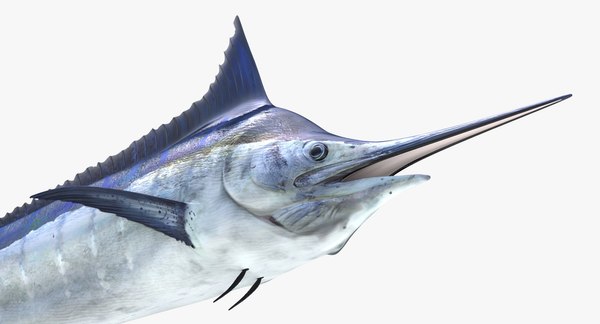 modelo 3d Blue Marlin Rigged para Cinema 4D - TurboSquid 1105432