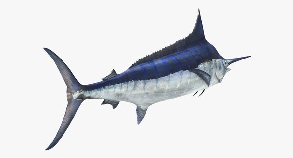 modelo 3d Blue Marlin Rigged para Cinema 4D - TurboSquid 1105432