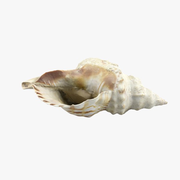 3d seashell realistic model