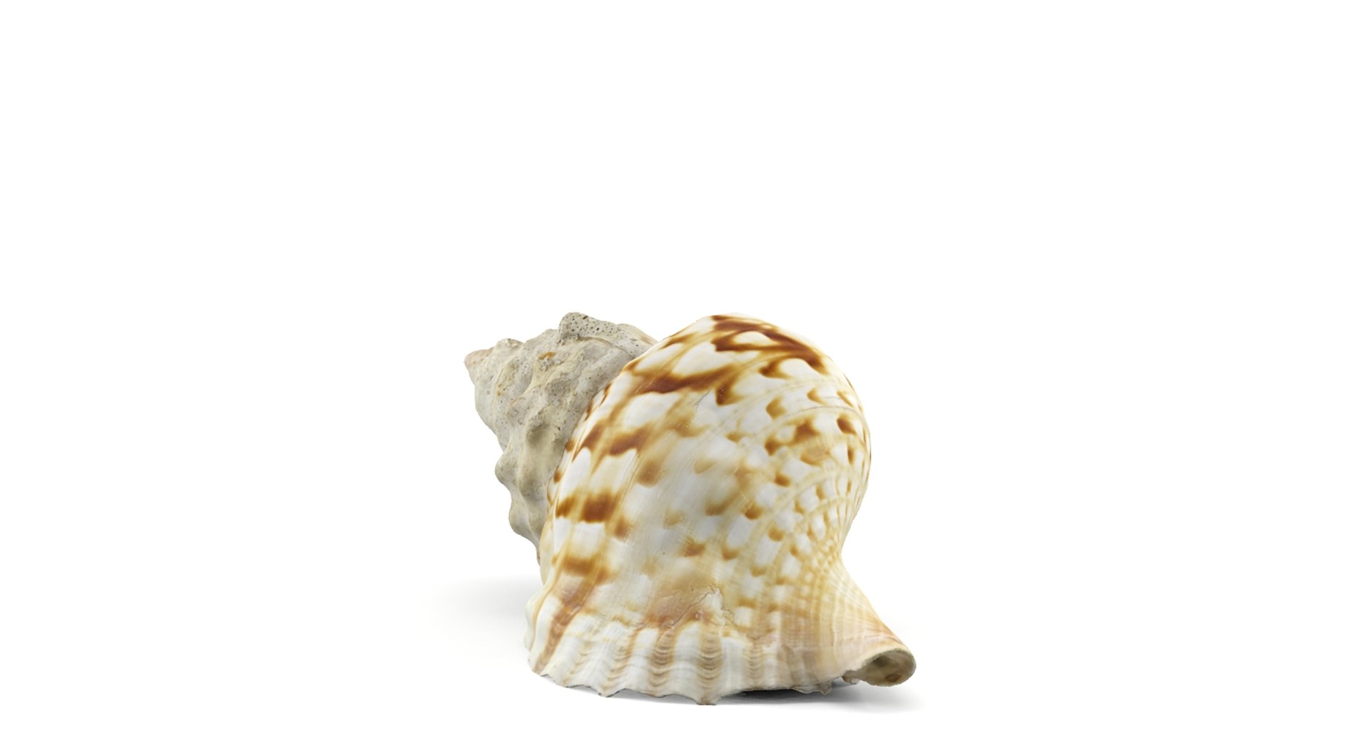 Seashell Animations 3d 3ds