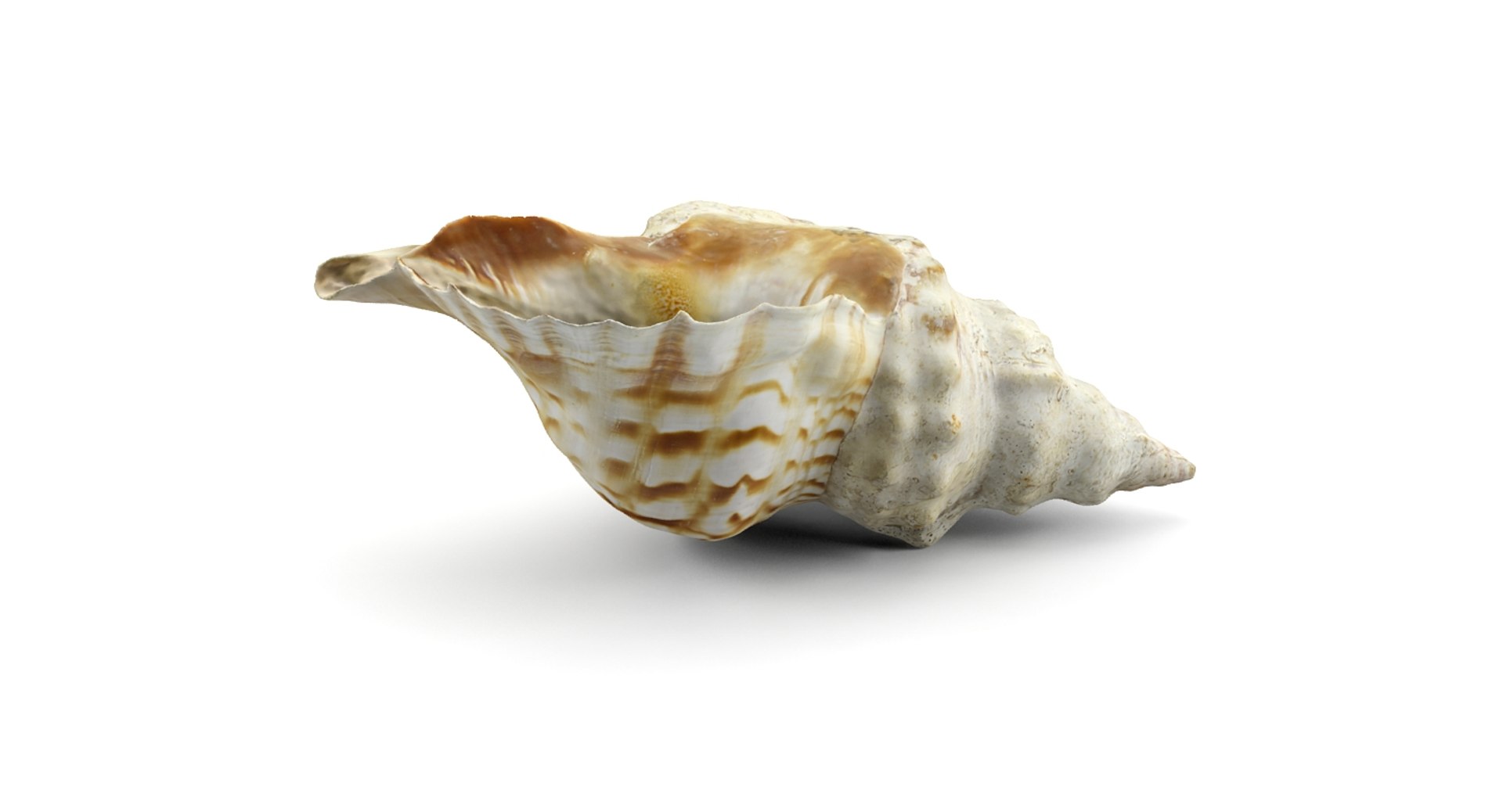 Seashell Animations 3d 3ds