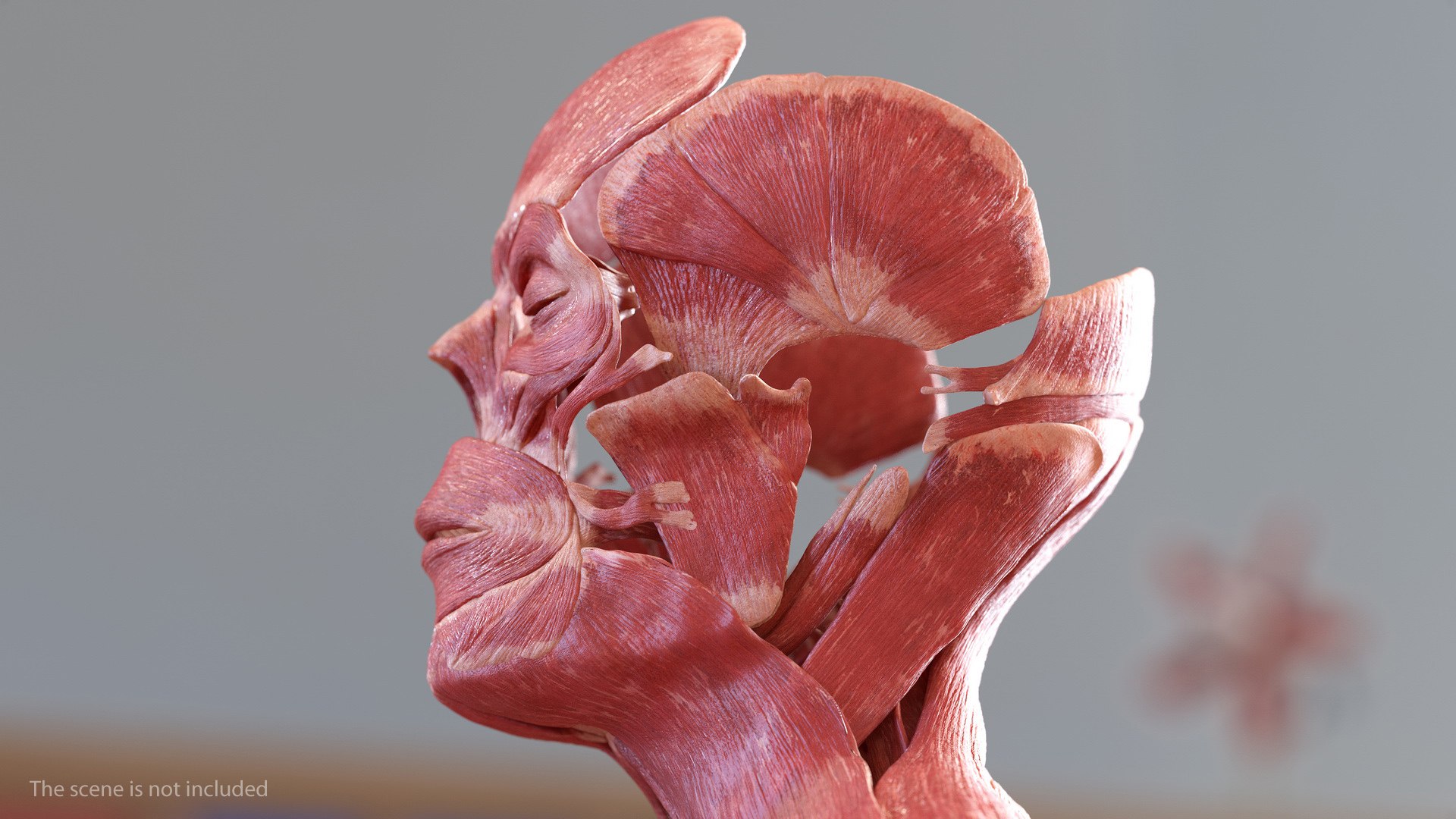 3D male skeleton muscular - TurboSquid 1487438