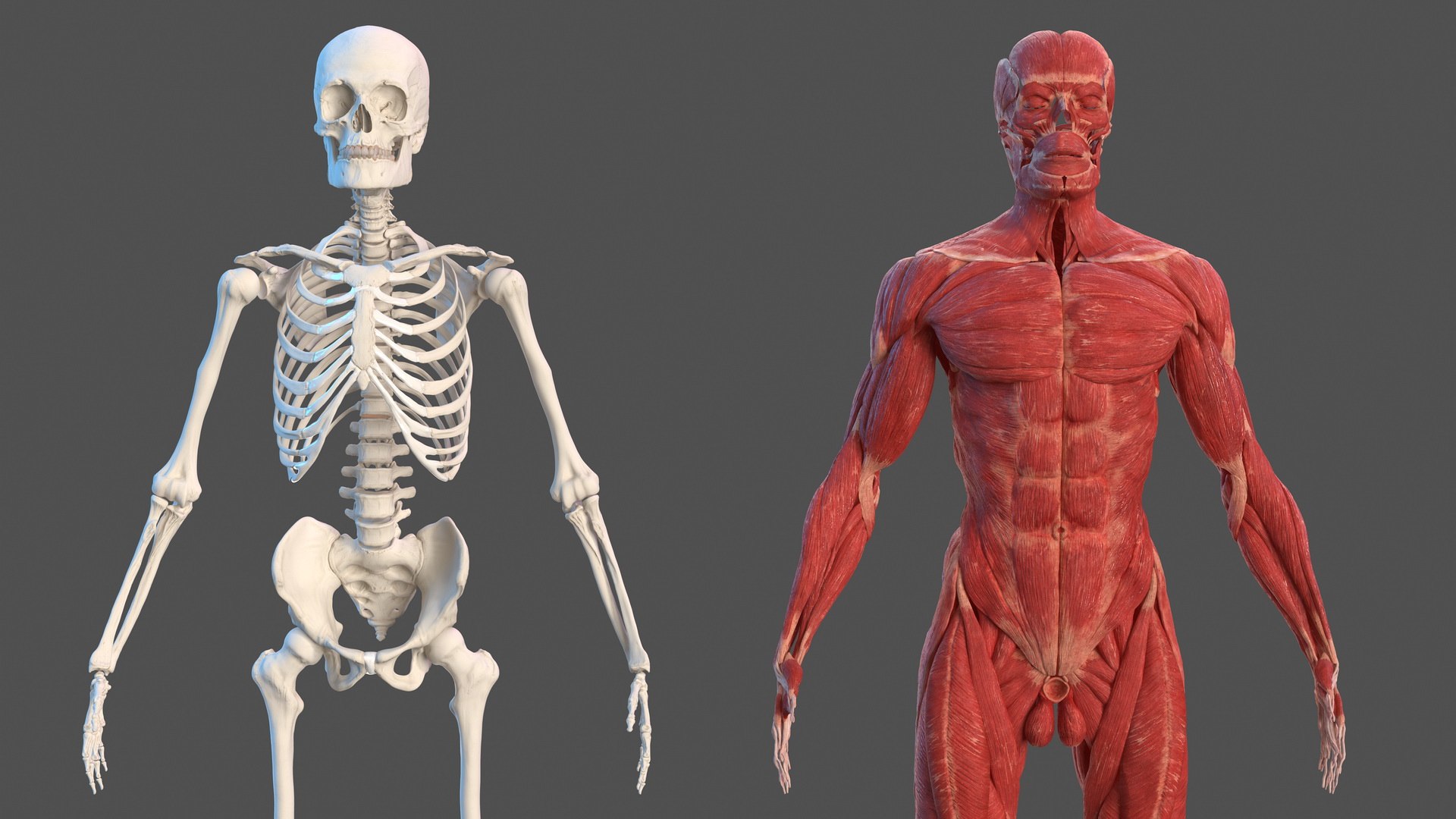 3D male skeleton muscular - TurboSquid 1487438