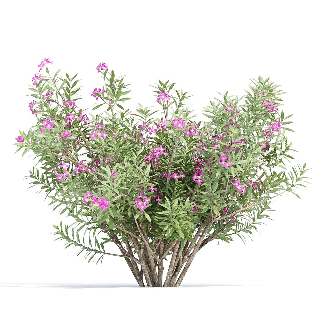 3D Oleander Flowering Bush Collection Vol 208 - TurboSquid 2065784