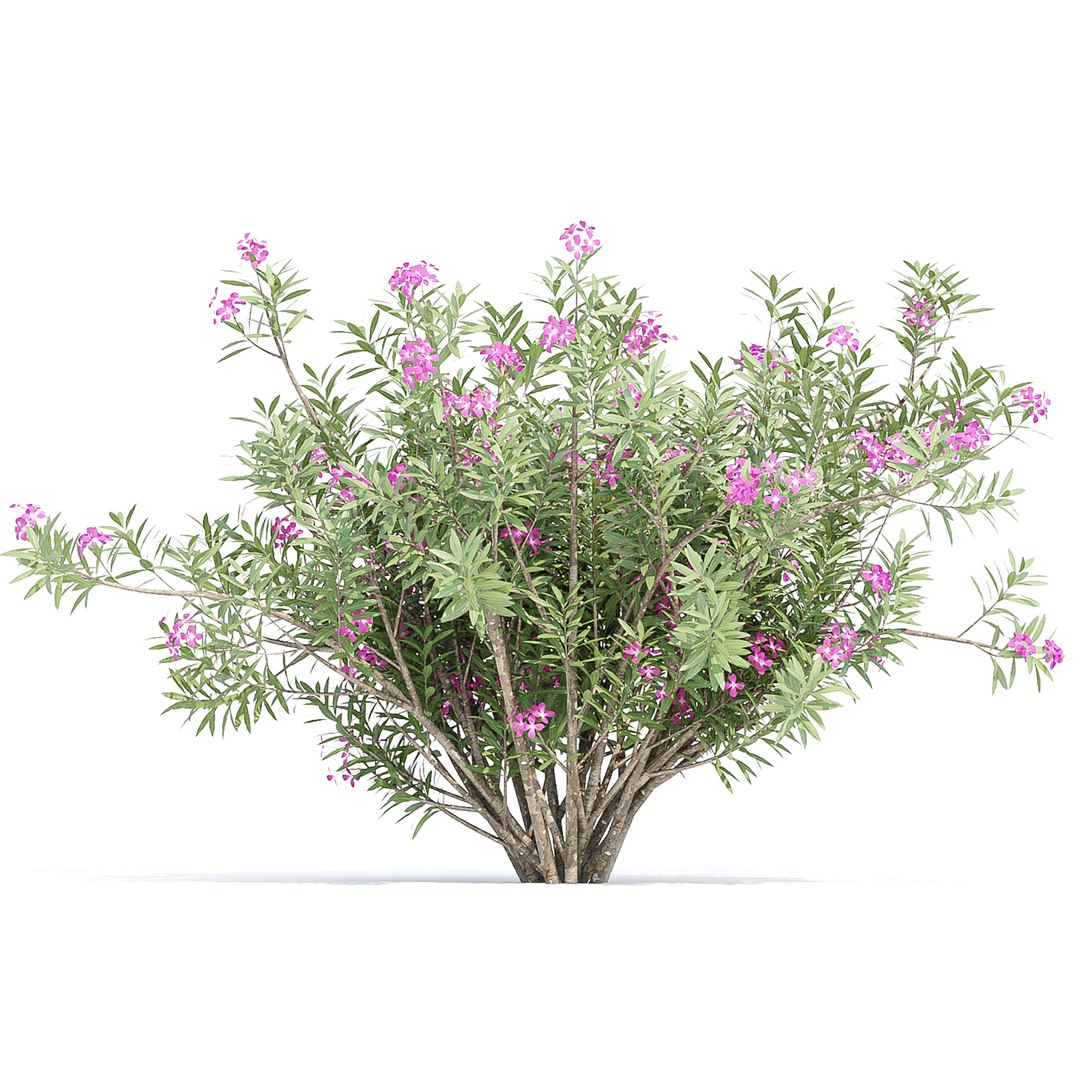 3D Oleander Flowering Bush Collection Vol 208 - TurboSquid 2065784