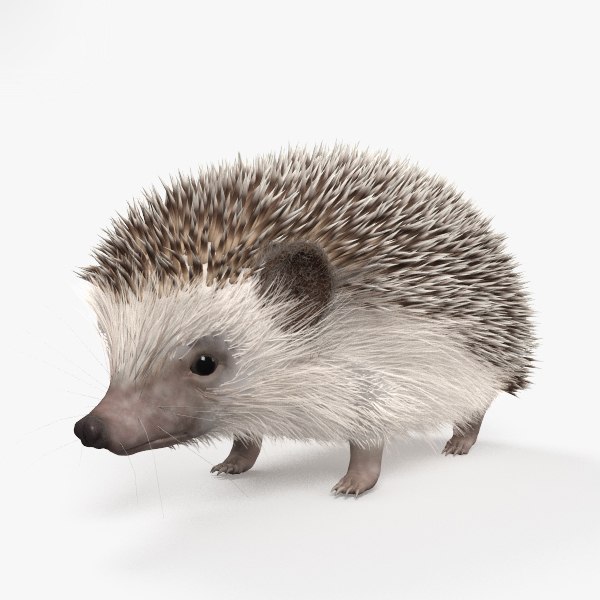 Hedgehog 3D Models for Download | TurboSquid