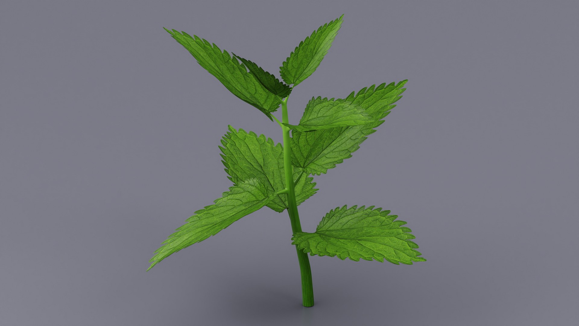 Plant Sprout 3D Model - TurboSquid 2310091