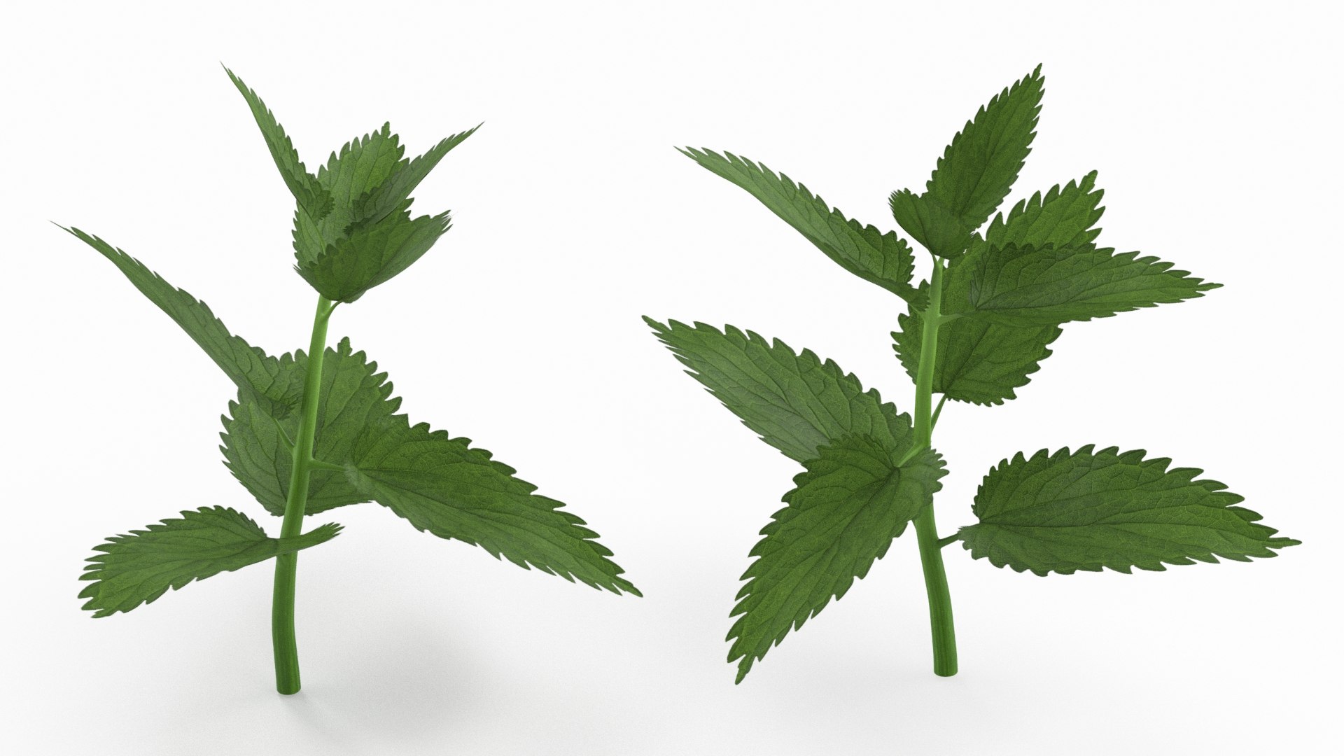 Plant Sprout 3D Model - TurboSquid 2310091