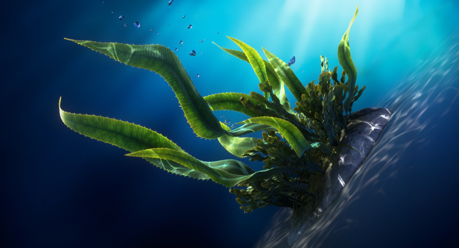 3d Model Seaweeds Animation