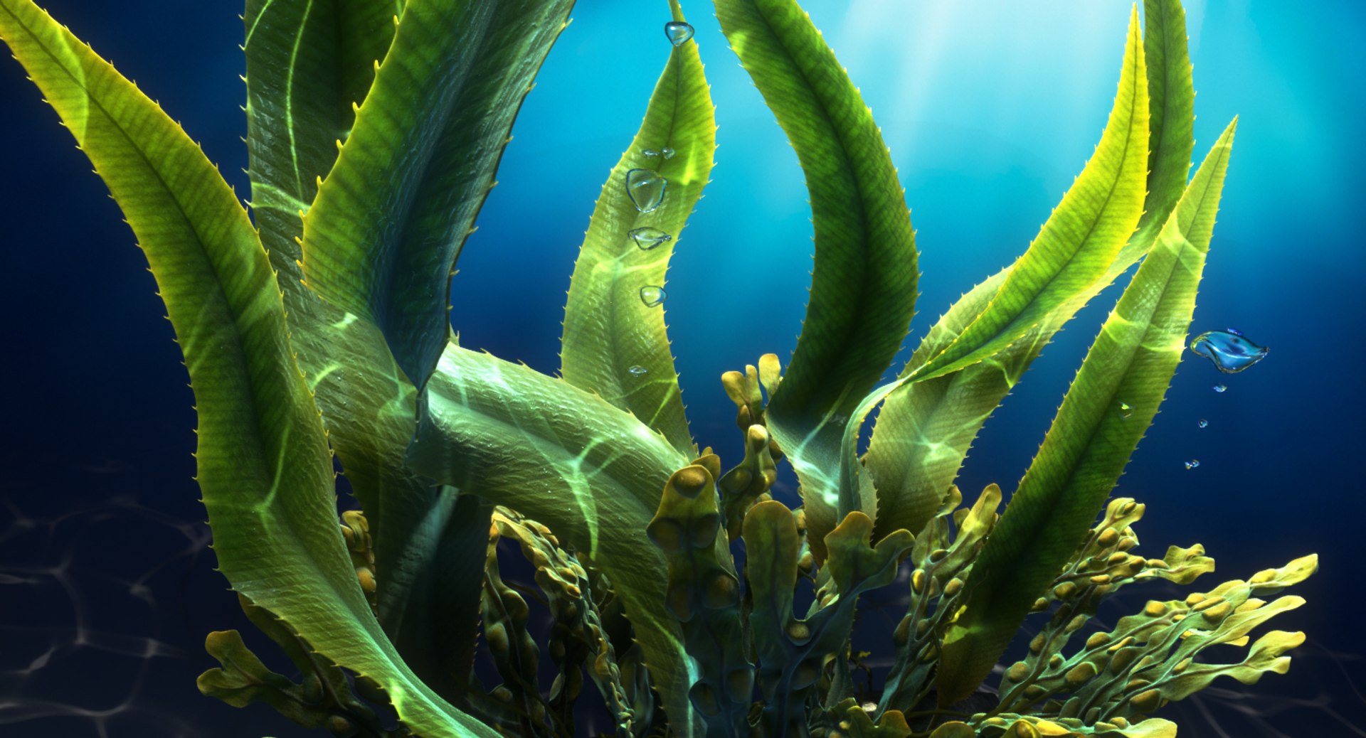 3d Model Seaweeds Animation