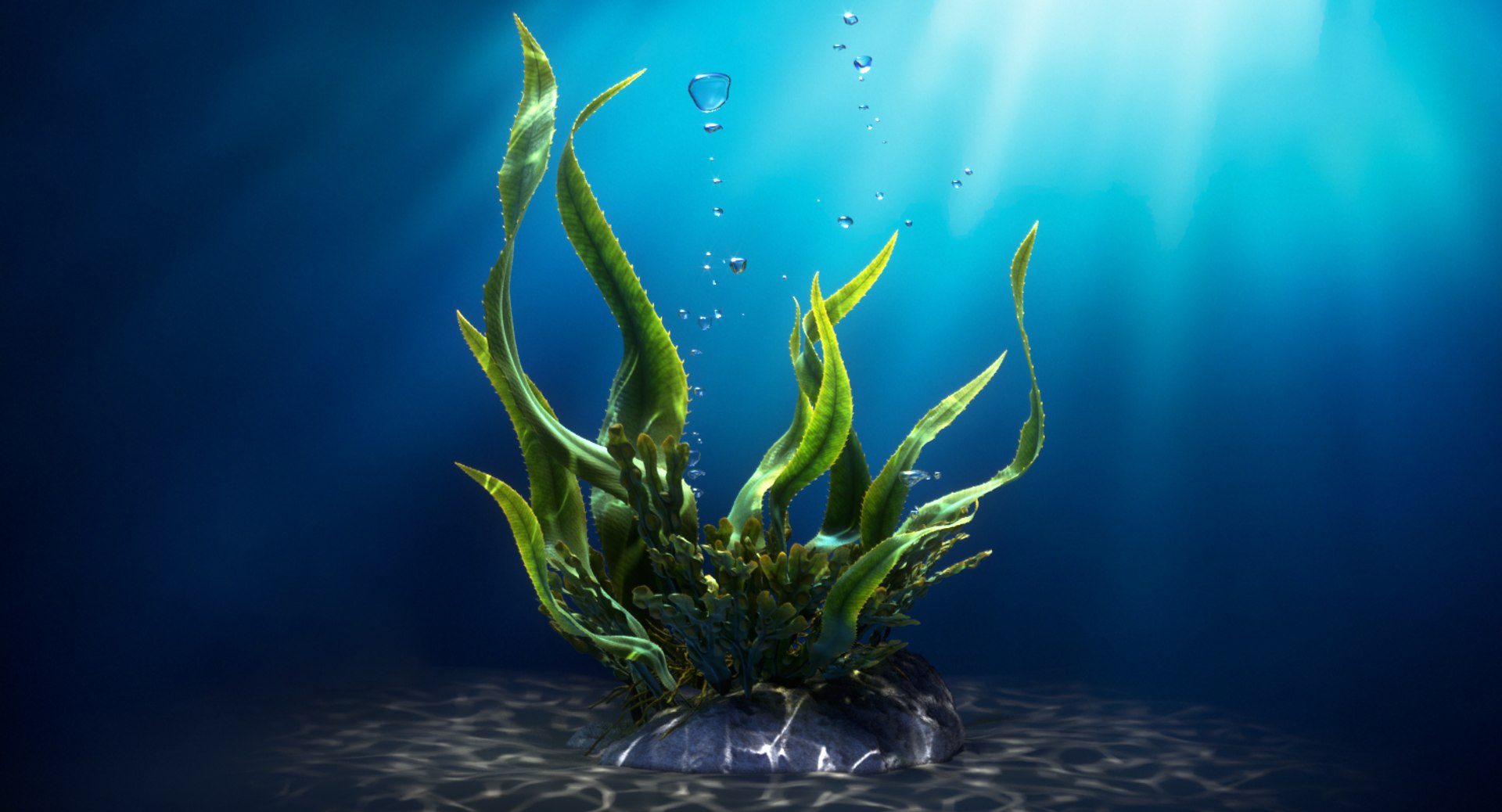 seaweed animated