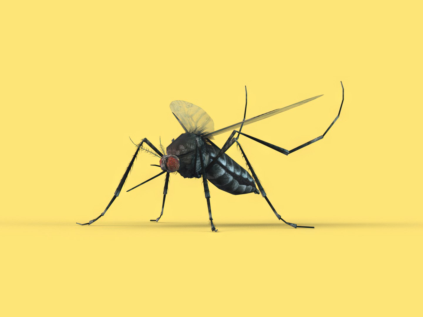 Mosquito 3D Model - TurboSquid 2050227