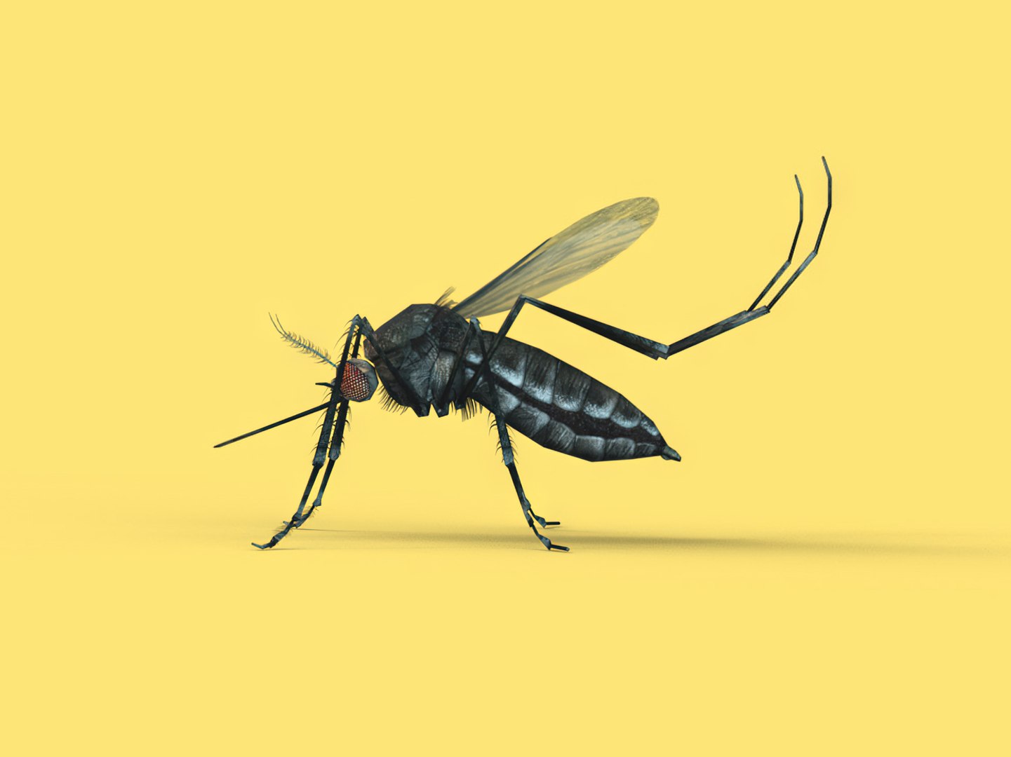 Mosquito 3D Model - TurboSquid 2050227