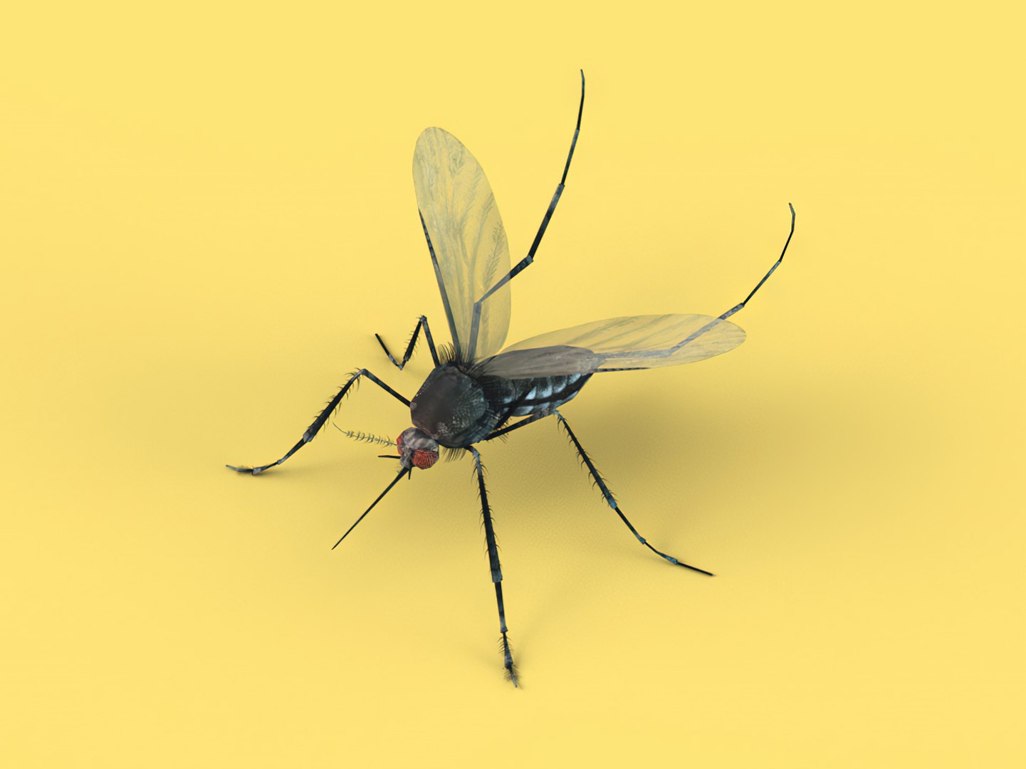 Mosquito 3D Model - TurboSquid 2050227