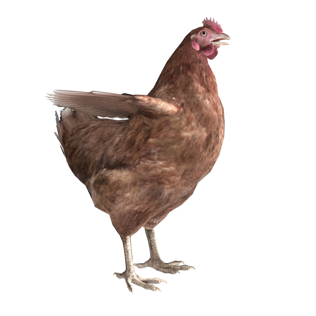 3D Chicken Rigged Model - TurboSquid 1911863