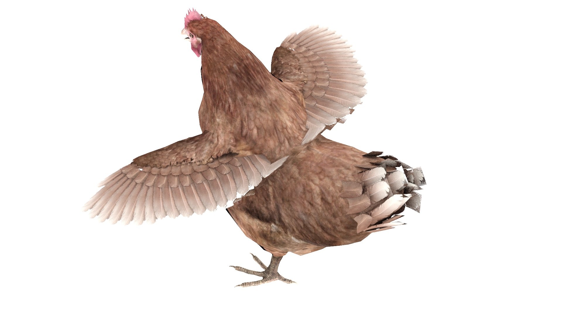 3D Chicken Rigged Model - TurboSquid 1911863