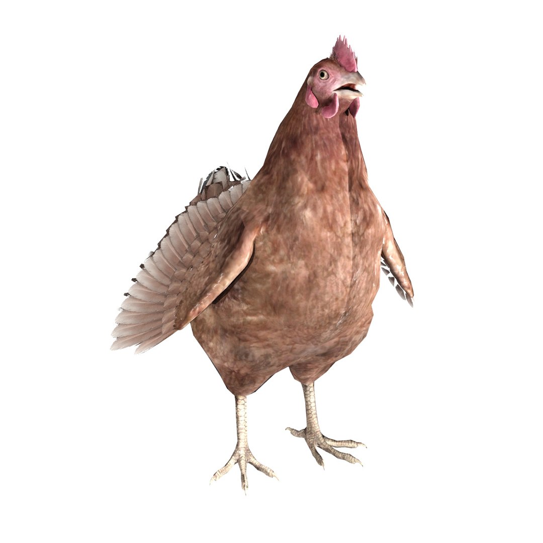 3D Chicken Rigged Model - TurboSquid 1911863