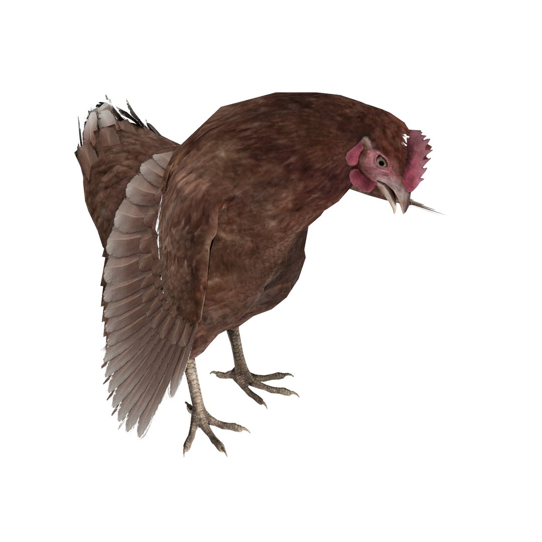 3D Chicken Rigged Model - TurboSquid 1911863
