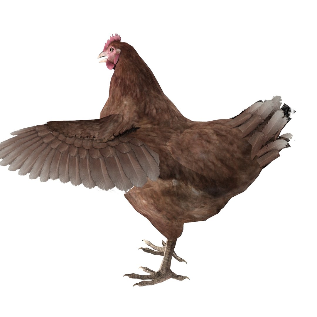 3D Chicken Rigged Model - TurboSquid 1911863