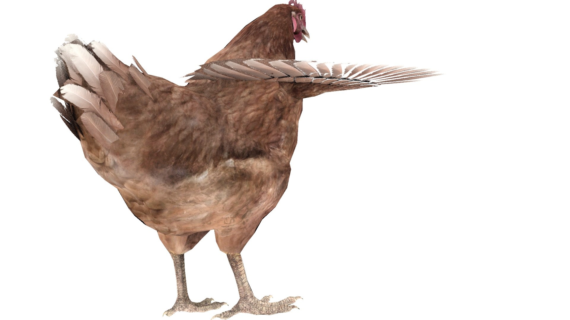 3D Chicken Rigged Model - TurboSquid 1911863